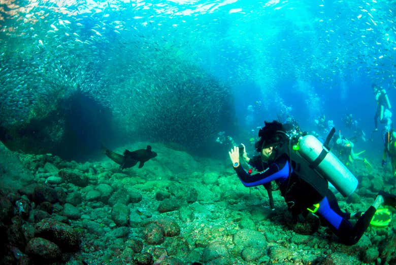 Immersione nel Mare di Cortes da La Paz - Civitatis.com