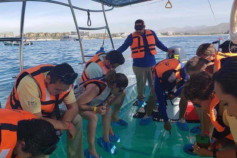 Paseo en barco transparente por Los Cabos - Civitatis.com