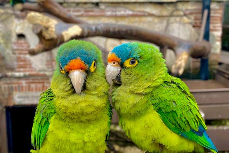 1873 Observatory Ticket + Mazatlán Tour - Book at Civitatis.com