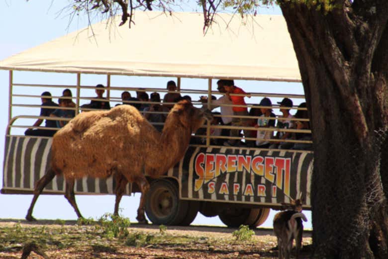 Excursión al Bioparque Estrella Monterrey desde Monterrey