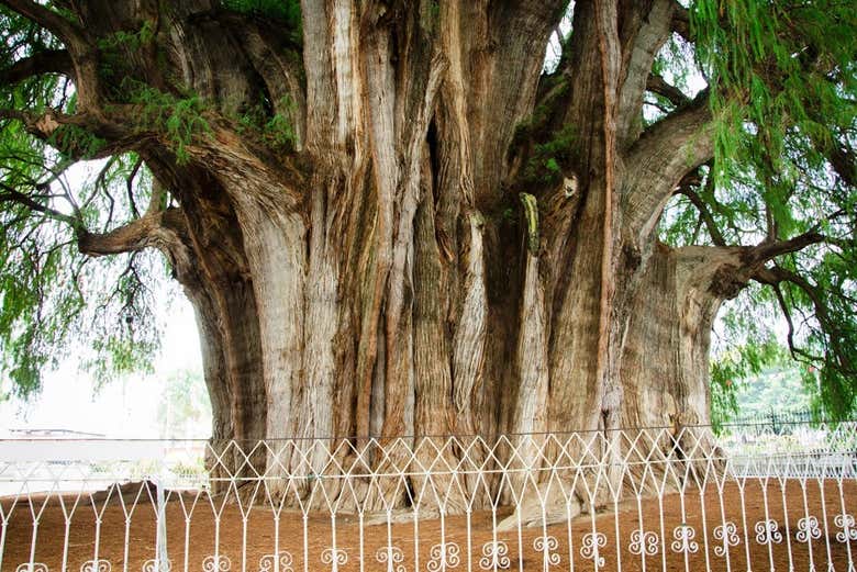 Santa María del Tule Bike Tour from Oaxaca - Civitatis.com