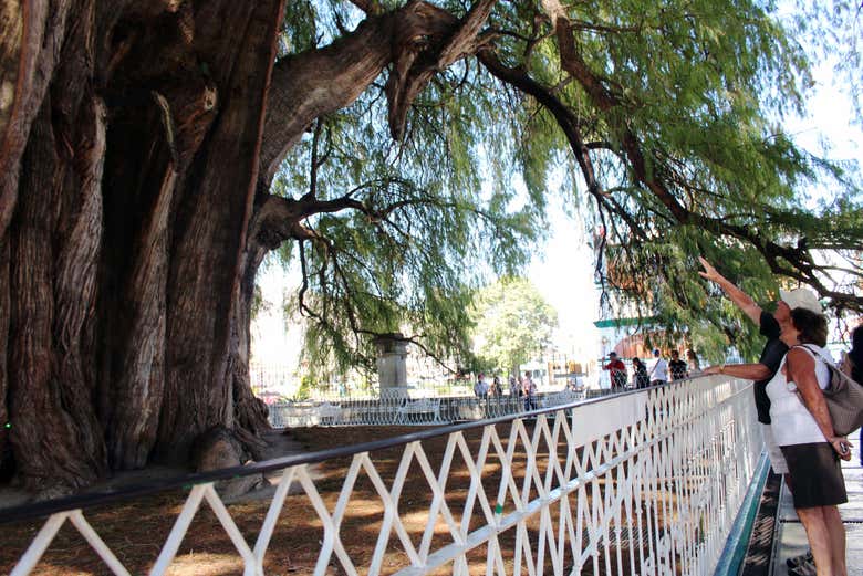 Excursión a Tule, Teotitlán del Valle y fábrica de mezcal desde Oaxaca