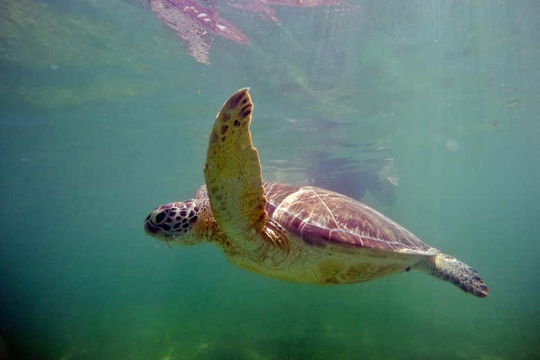 Nado con tortugas en la bahía de Akumal desde Riviera Maya, Playa del ...