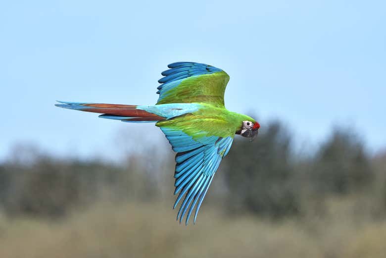 Tour por el santuario de las guacamayas desde Puerto Vallarta