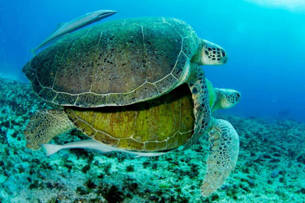 Avistamiento nocturno de tortugas desde Riviera Maya