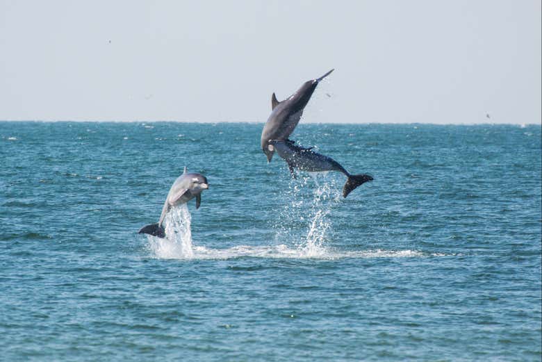 Avistamiento de delfines en Isla Aguada desde Campeche, San Francisco ...