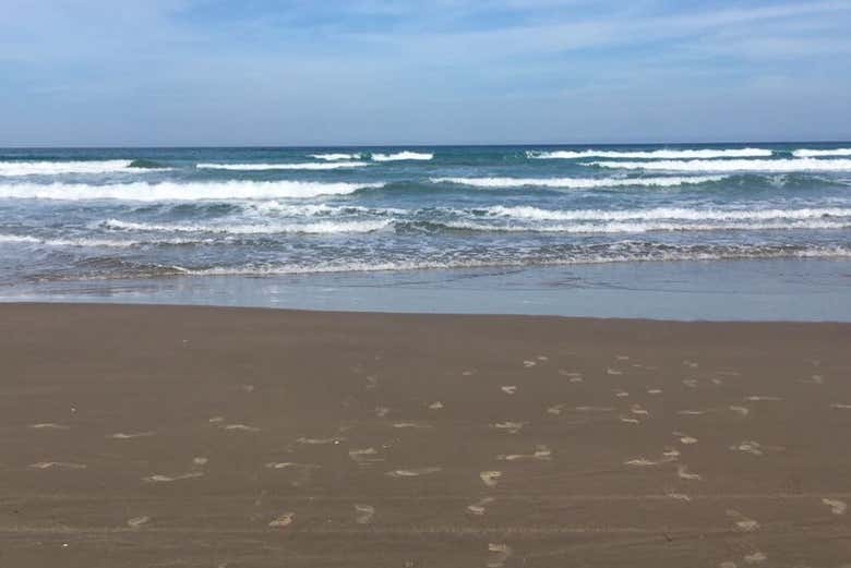 Tour por Tampico y playa Miramar - Reserva online en Civitatis.com