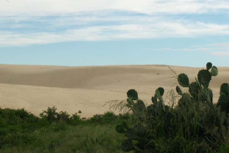 Tour en buggy por la playa Dunas Doradas desde Tampico, Tampico