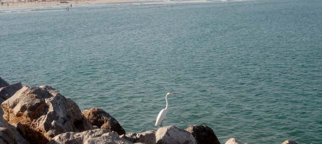 Tour por Tampico y playa Miramar - Reserva online en Civitatis.com