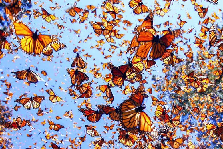 Excursión Al Santuario De La Mariposa Monarca Desde Valle De Bravo