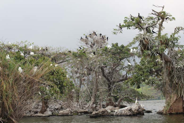 Excursión a los Tuxtlas y Catemaco desde Veracruz - Civitatis.com Excursión a los Tuxtlas y Catemaco desde Veracruz - Civitatis.com
