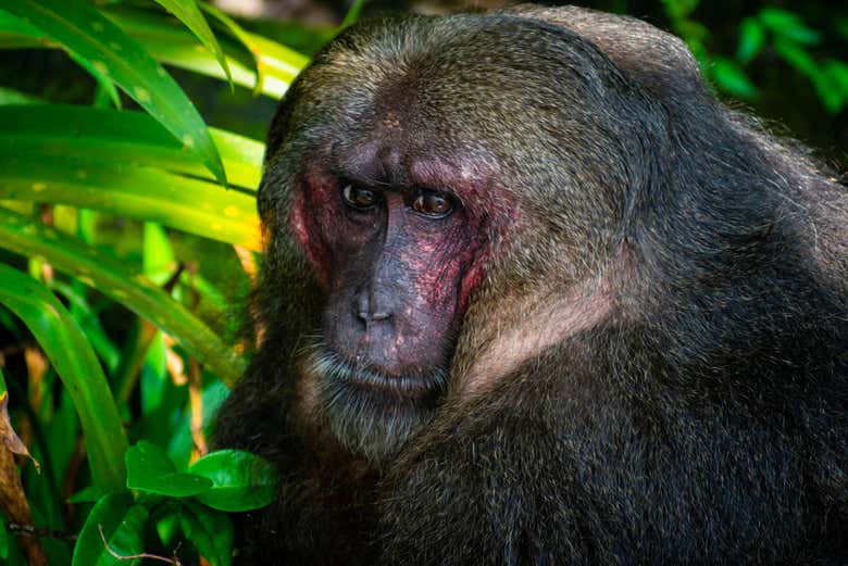 Excursión a los Tuxtlas y Catemaco desde Veracruz - Civitatis.com Excursión a los Tuxtlas y Catemaco desde Veracruz - Civitatis.com