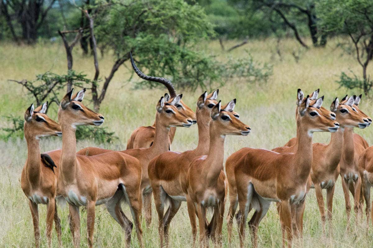 Safári pela Reserva Especial de Maputo - Reserve em Civitatis.com