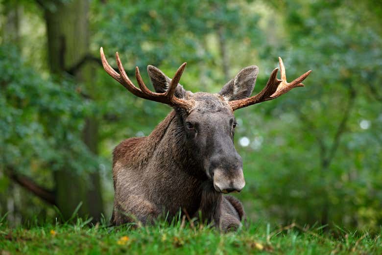 Avistamiento de alces en Bodø - Reserva online en Civitatis.com