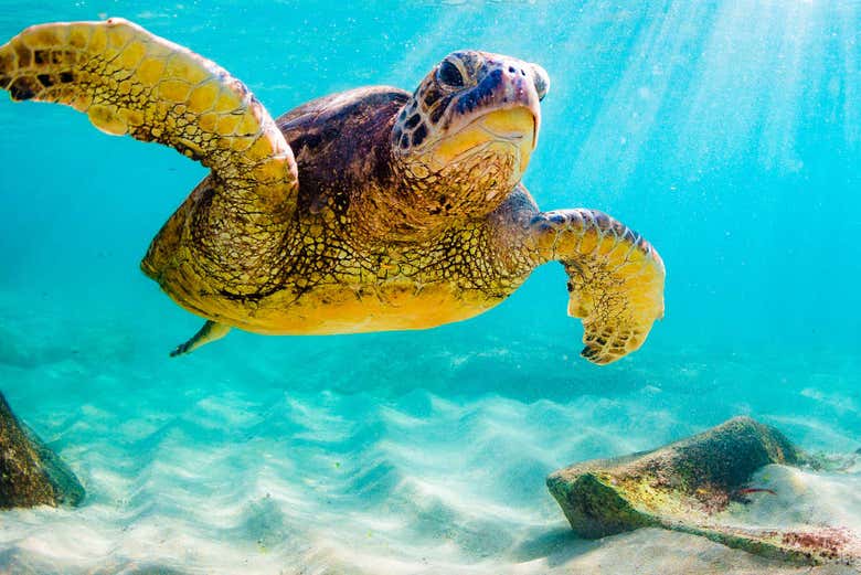 Buceo en Ciudad de Panamá - Reserva online en Civitatis.com