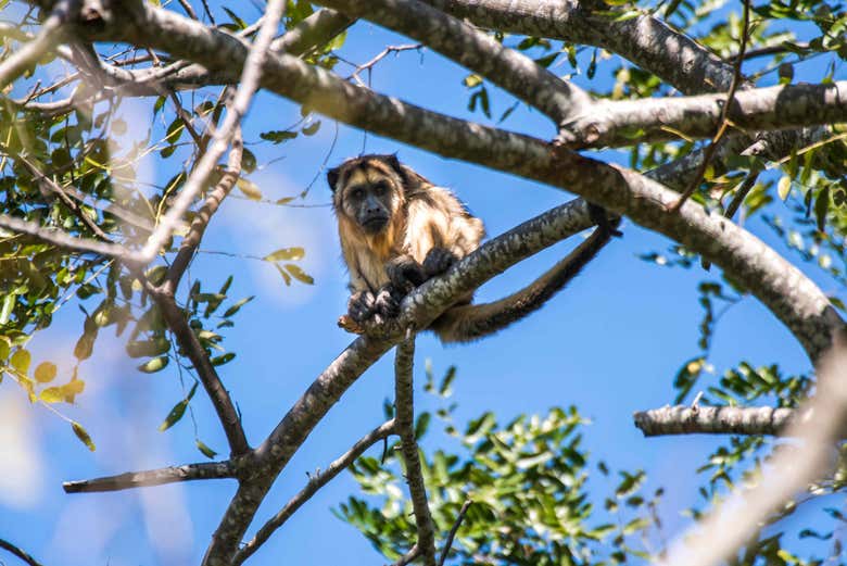 Tour por el Jardín Botánico de Asunción - Civitatis.com
