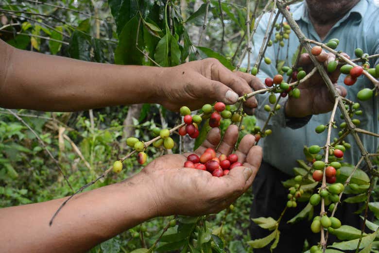 Visite autour du café à Huayopata depuis Cuzco - Civitatis.com