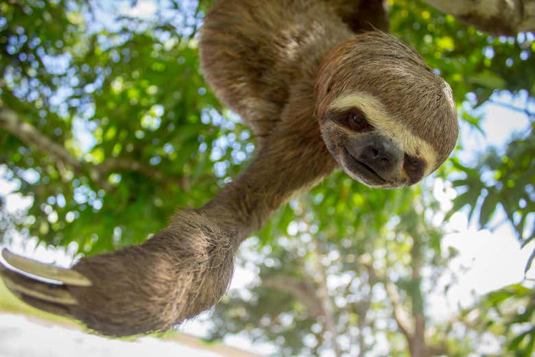 Tour de 4 dias pelo norte da Amazônia peruana saindo de Iquitos