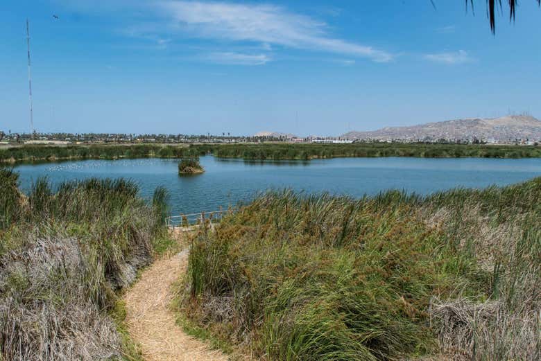El Paraíso Wetlands & Bandurria Tour from Lima - Civitatis.com