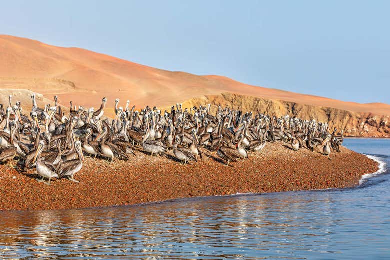 Excursión a Ica y Huacachina + Islas Ballestas desde Lima