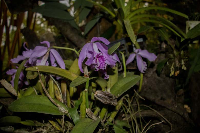 Excursión privada a las cascadas Paccha, Waqanki y Oromina desde Moyobamba