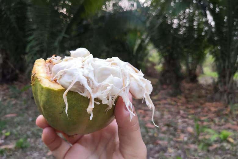 Puerto Inca Chocolate Workshop - Book Online at Civitatis.com