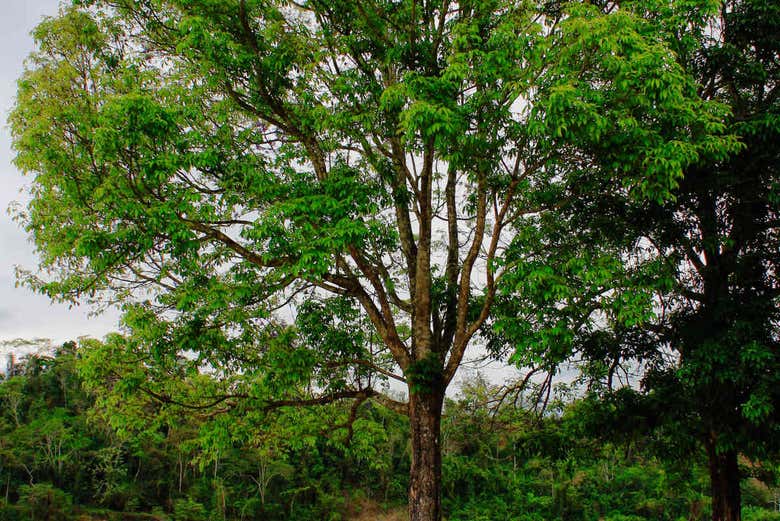 Chazuta Day Trip from Tarapoto - Book Online at Civitatis.com