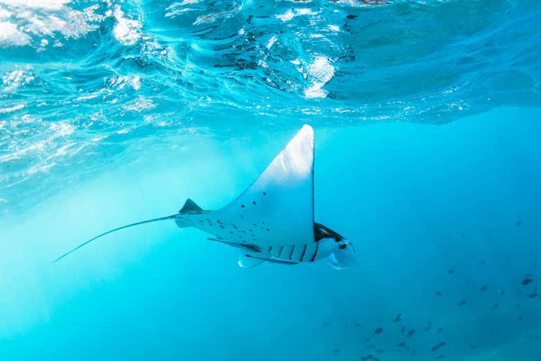 Snorkel con mantarrayas en lancha rápida por Bora Bora