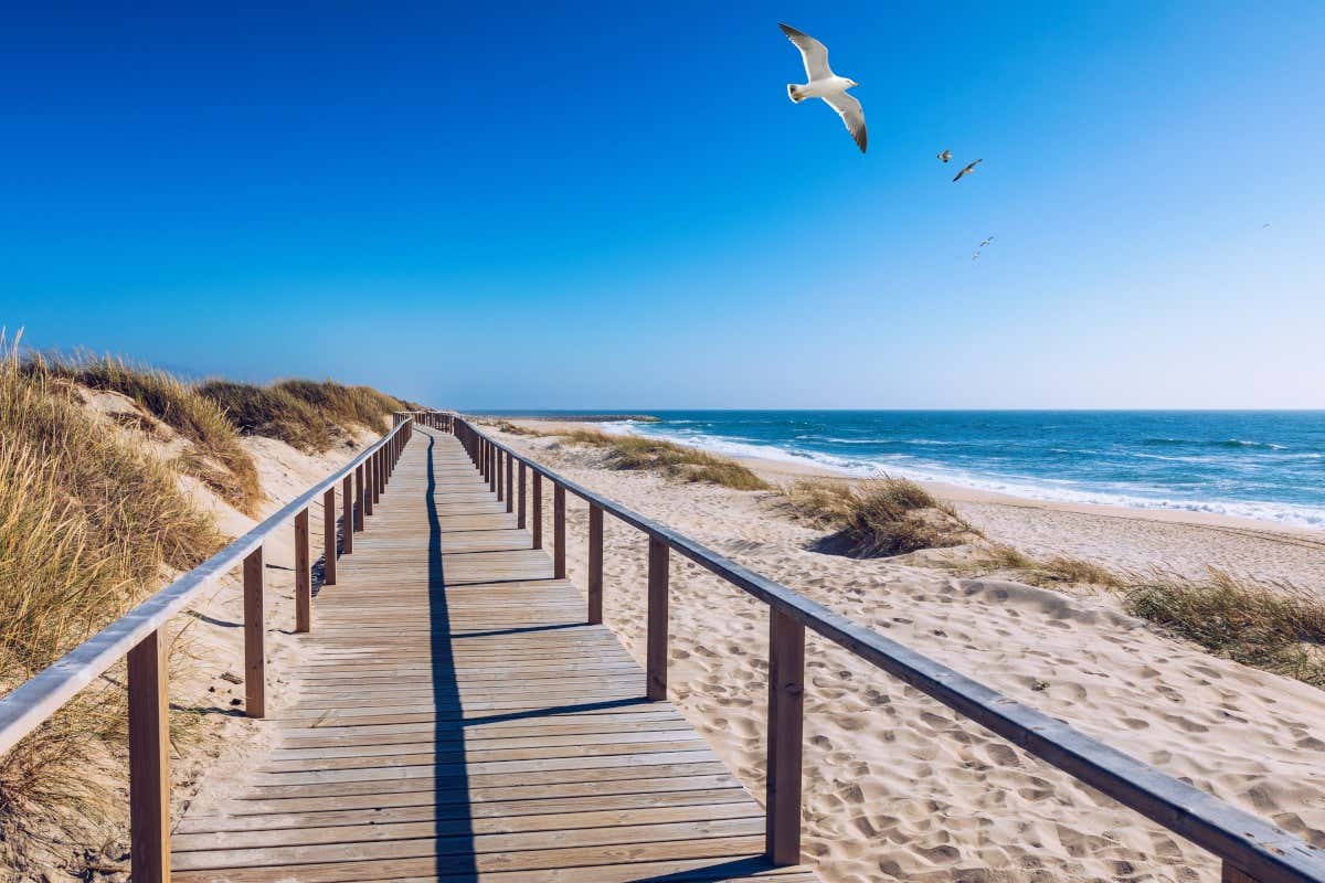 Tour por Costa Nova + Salinas + Paseo en barco moliceiro, Aveiro