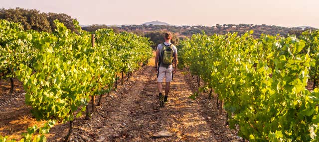 Bairrada Wine Region Tour from Coimbra - Book at Civitatis.com