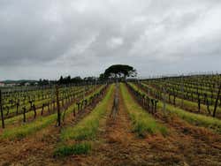 Bairrada Wine Region Tour from Coimbra - Book at Civitatis.com