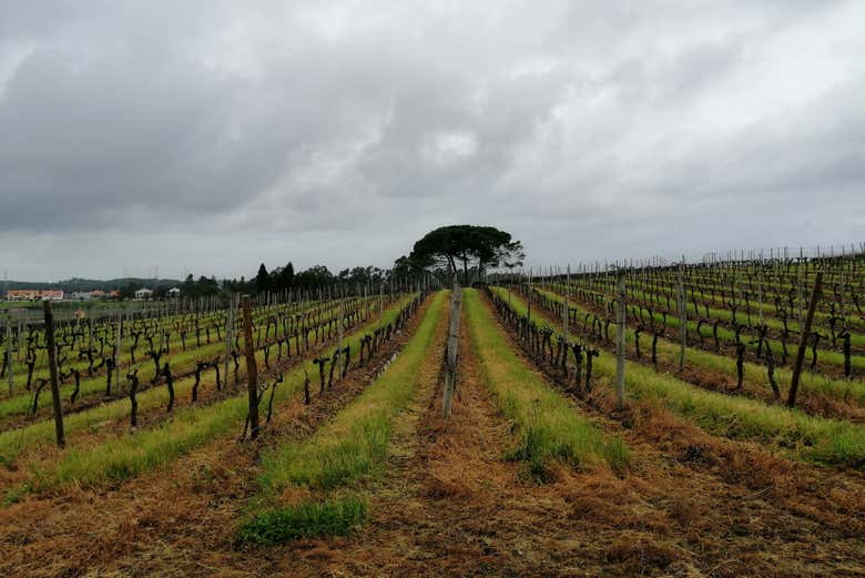 Bairrada Wine Region Tour from Coimbra - Book at Civitatis.com