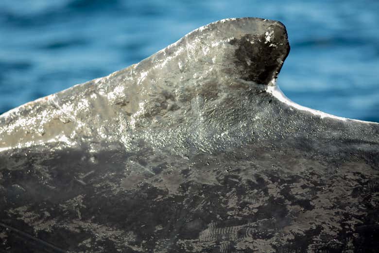 Avistamiento de ballenas en Miches - Reserva en Civitatis.com