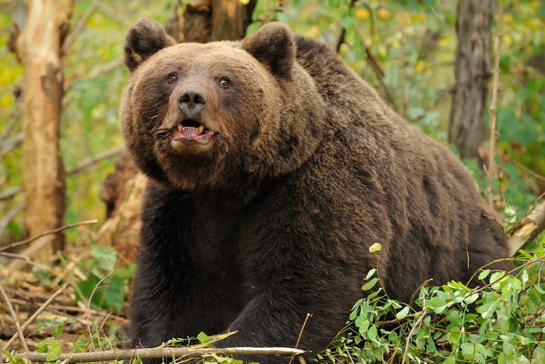 Avistamiento de osos en los Cárpatos rumanos desde Brasov