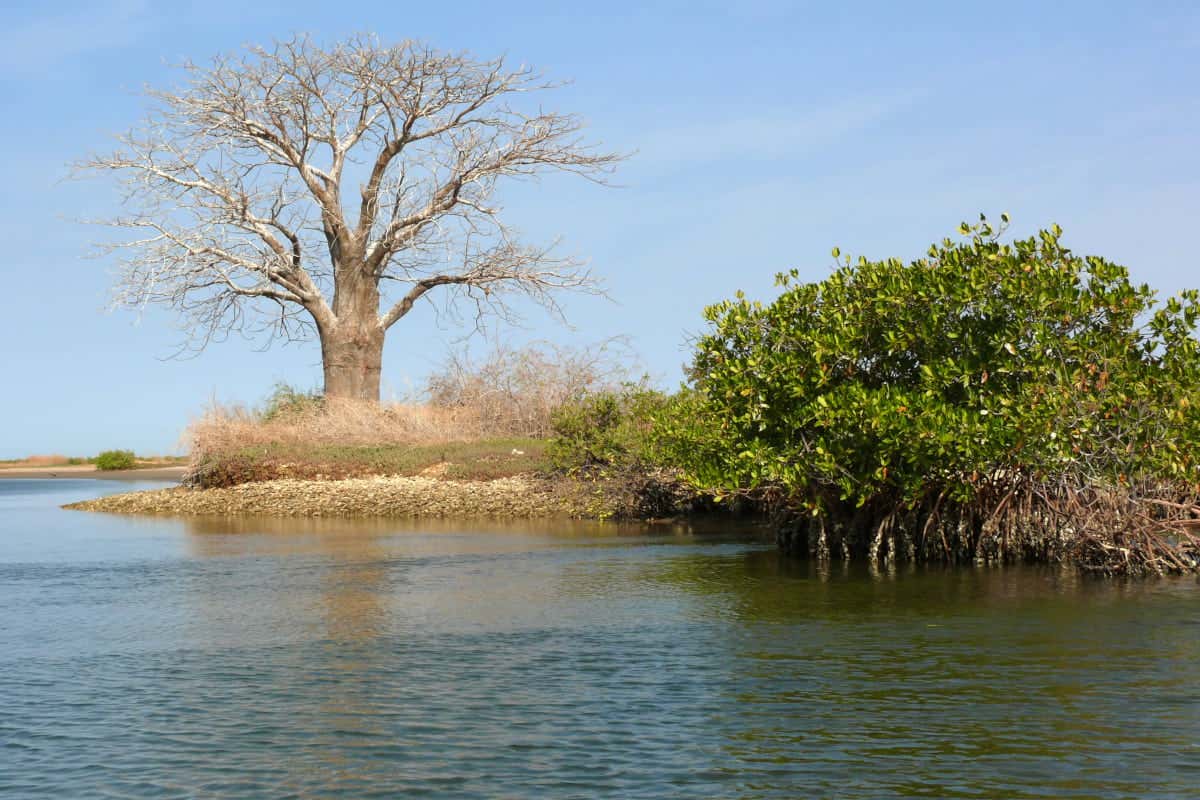 Escursione privata al Delta del Saloum da Dakar - Civitatis.com