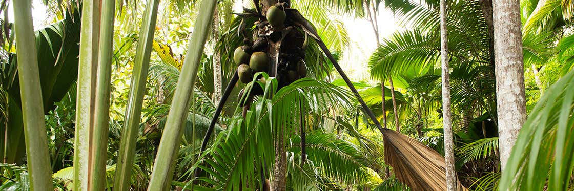 Coco-do-mar - Símbolo das Seychelles