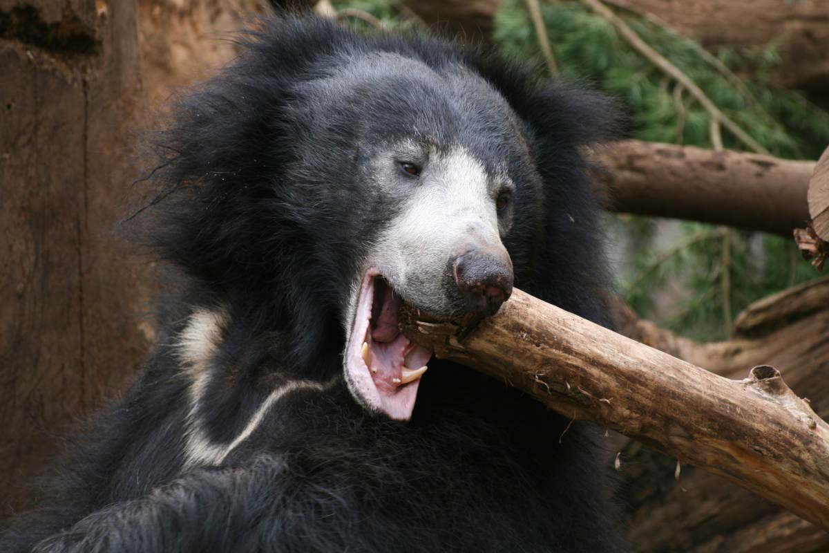 Safari del Parco nazionale di Kaudulla da Sigiriya - Civitatis.com