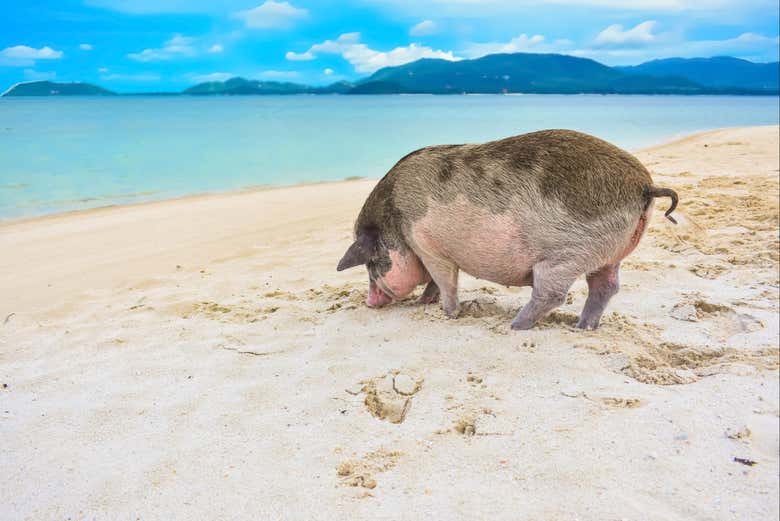 Excursión a la isla de los cerdos desde Koh Samui - Civitatis.com