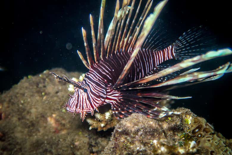 Koh Tao Night Diving Experience - Book Online at Civitatis.com