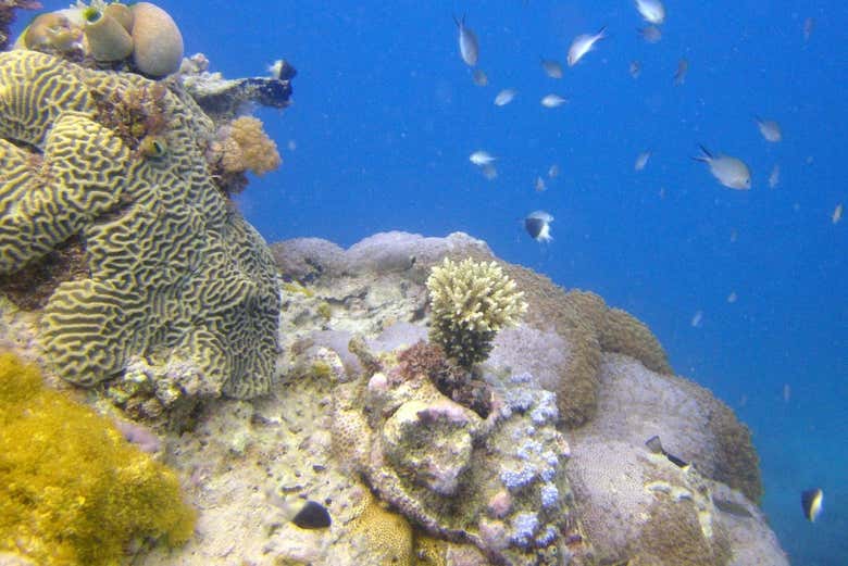 Excursión a la isla de Tumbatu desde Zanzíbar - Civitatis.com