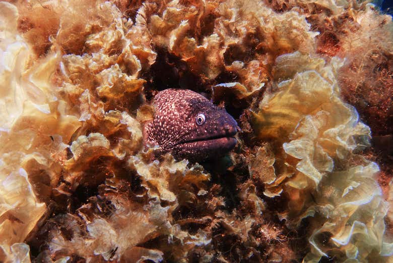 Scuba Diving in Bodrum - Book Online at Civitatis.com